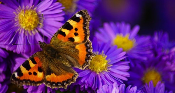 Beginner’s Guide to Entomology